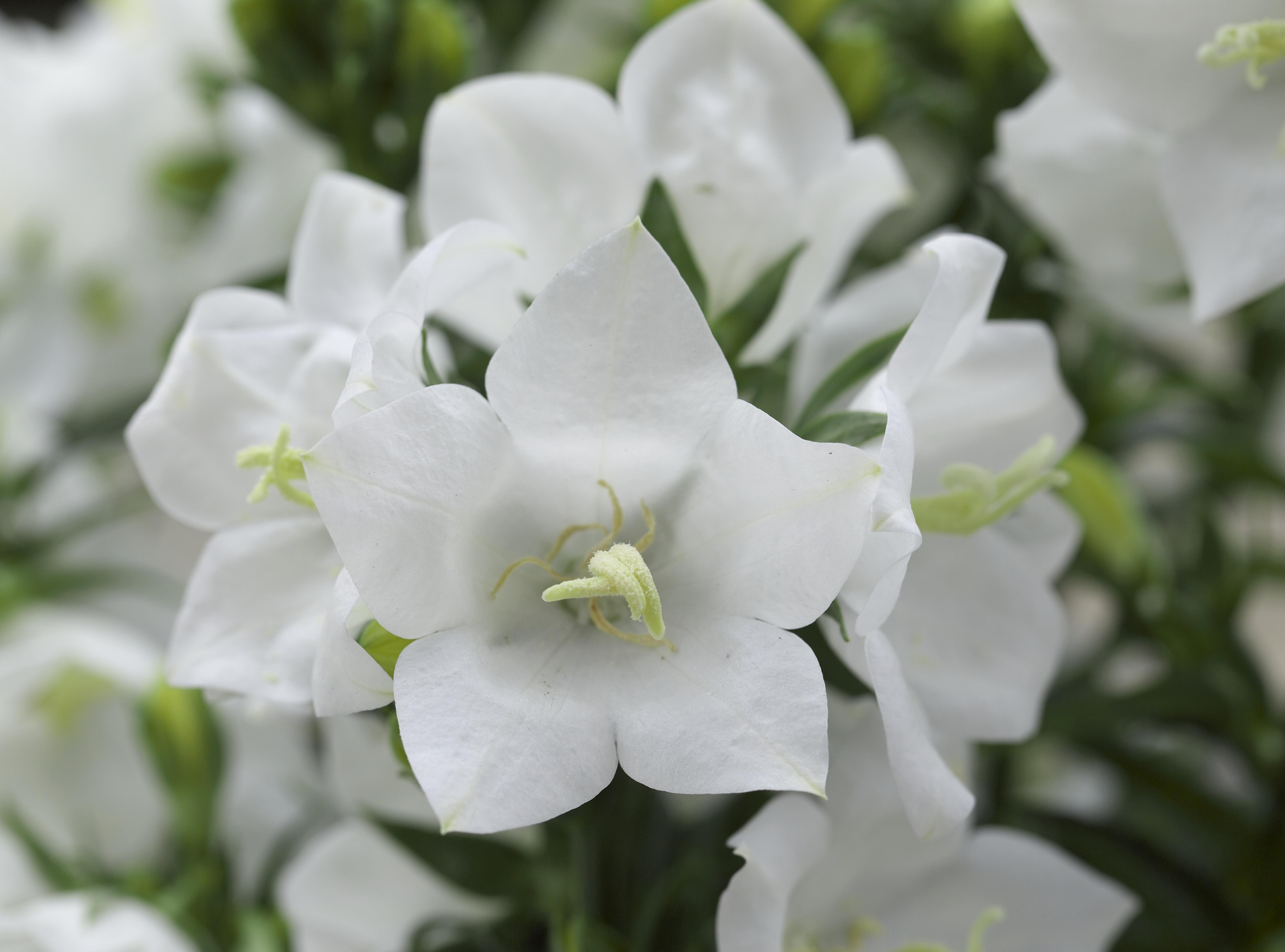 Campanula persicifolia 'Takion White' | Verhulst – Van Ryckeghem