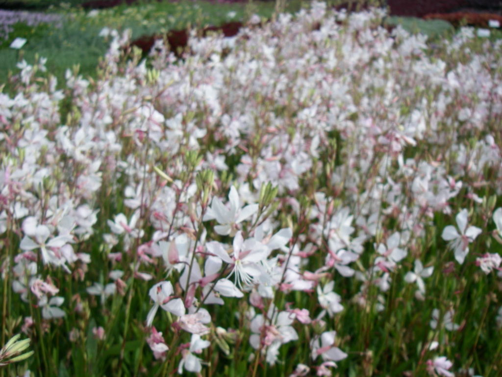 Gaura Lindheimeri White