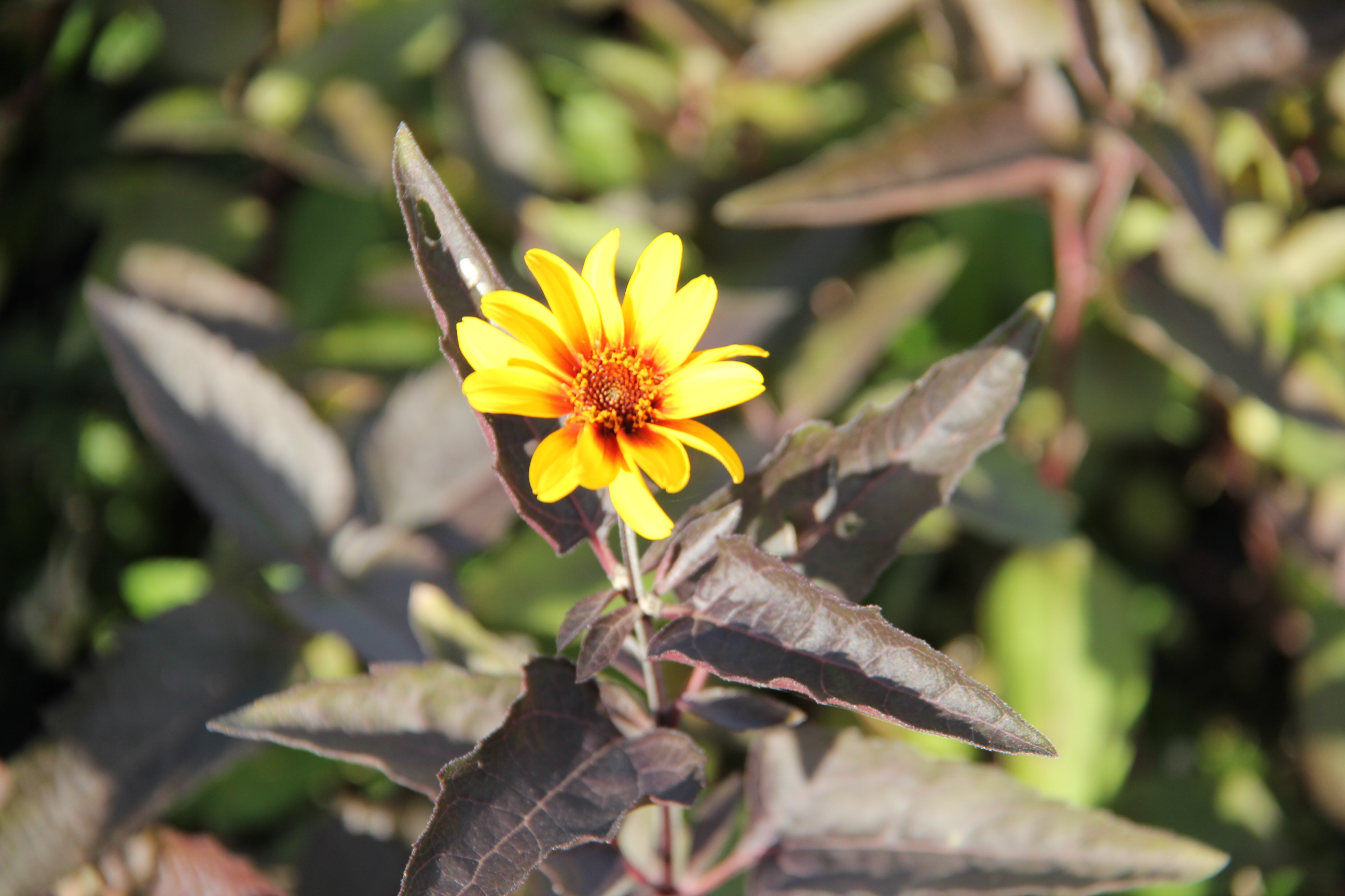 Heliopsis helianthoides 'Burning Hearts' | Verhulst – Van Ryckeghem