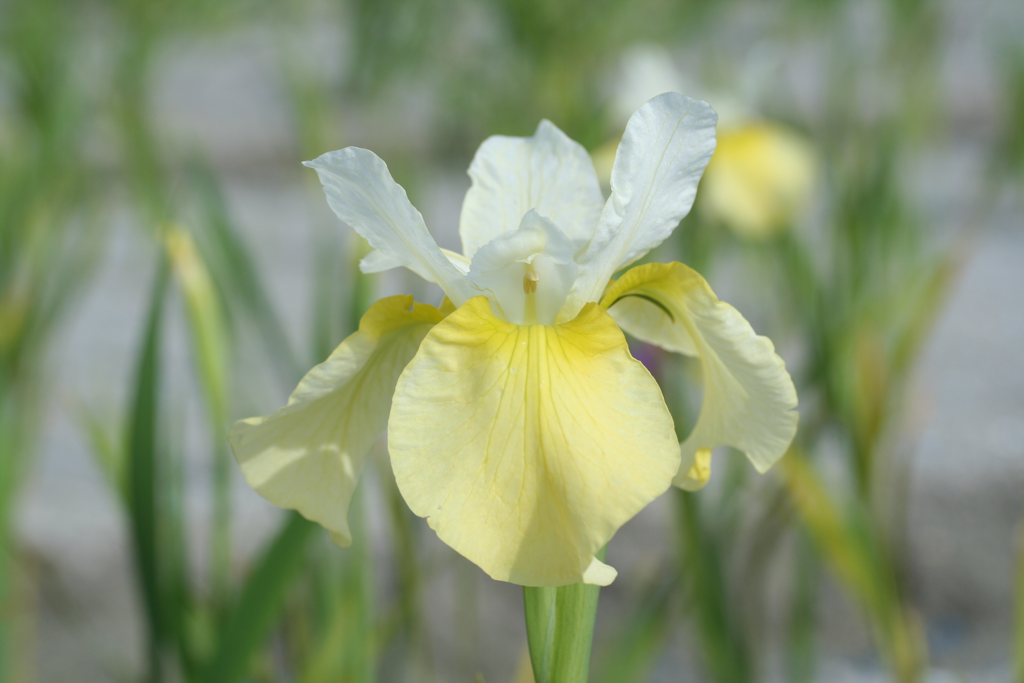 Iris sibirica 'Butter and Sugar' | Verhulst – Van Ryckeghem